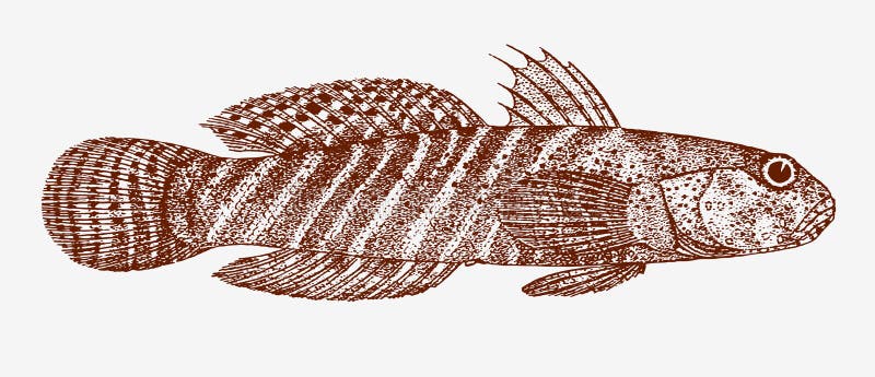 Prawn Goby Stock Illustrations – 1 Prawn Goby Stock Illustrations ...