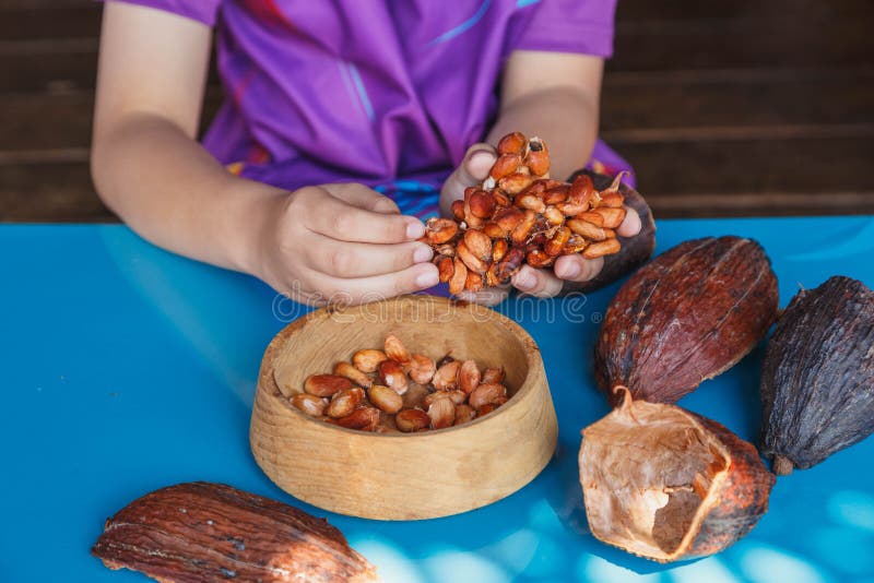 Inspect Cocoa Beans for Sorting Stock Photo - Image of food, factory ...