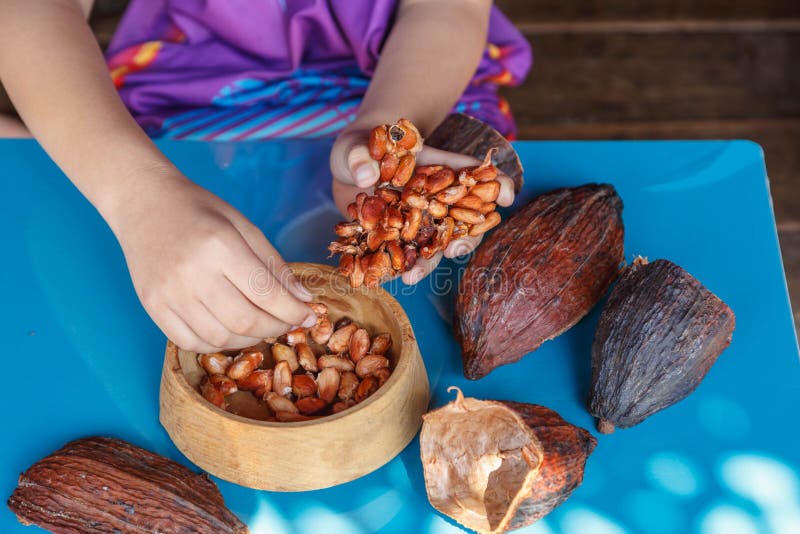 Inspect Cocoa Beans for Sorting Stock Photo - Image of delicious ...