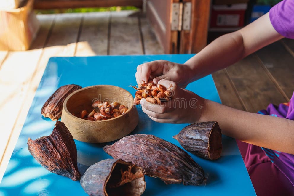 Inspect Cocoa Beans for Sorting Stock Image - Image of delicious ...