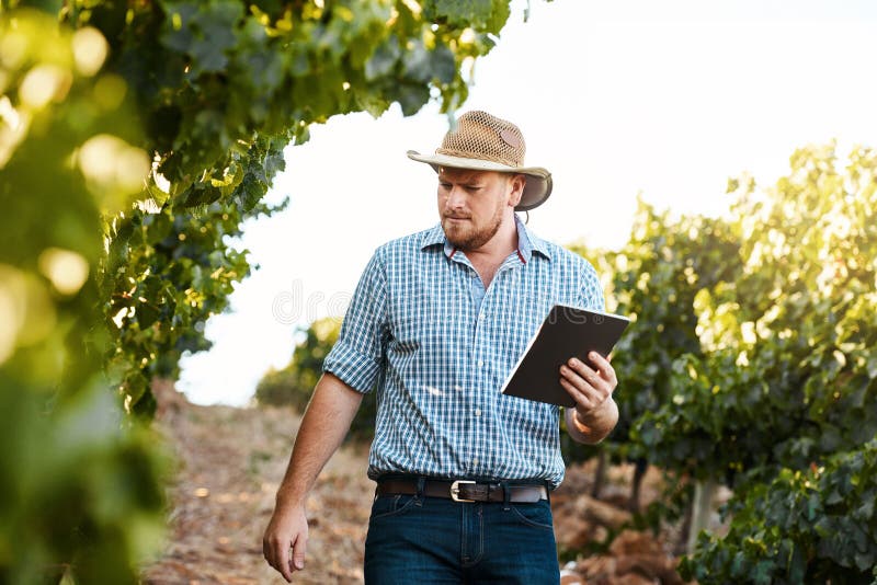 Inspecting All the Plants on His Farm. a Farmer Using a Digital Tablet ...