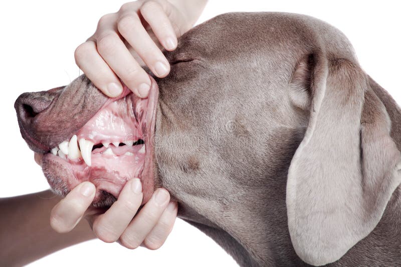 Boxer dog teeth cleaning stock photo. Image of hound - 17115528