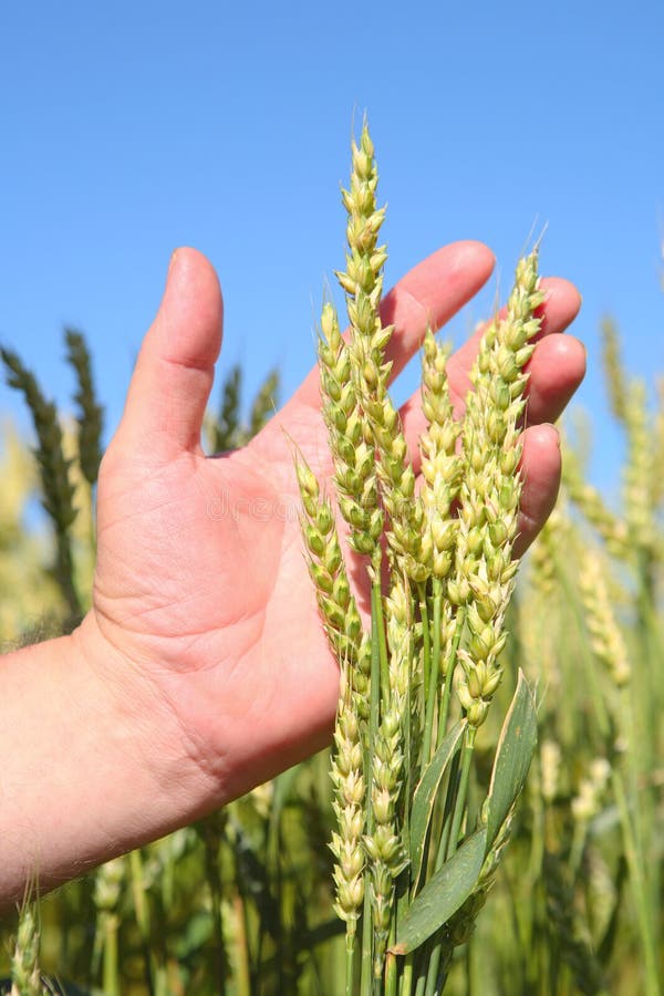 Inspecting the wheat crop stock photo. Image of food, farming - 7442260