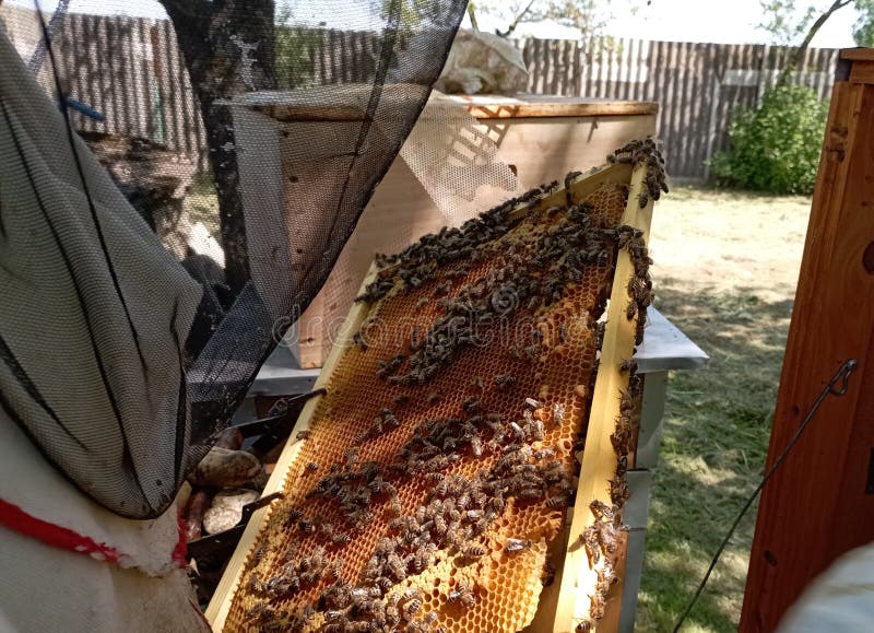 Inspection of the Bee Frame by a Beekeeper in a Protective Suit at the ...
