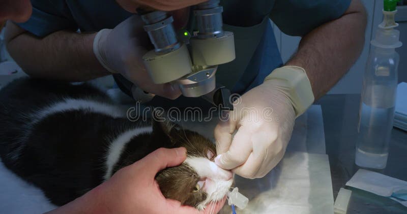 Inspection of the Eye of a Cat with a Slit Lamp. the Veterinary ...