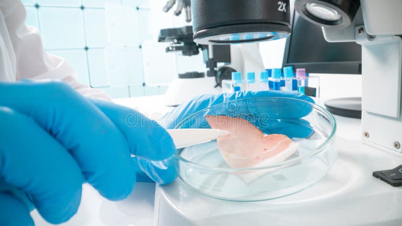 Inspection of Meat and Fish Quality in the Food Quality Laboratory ...