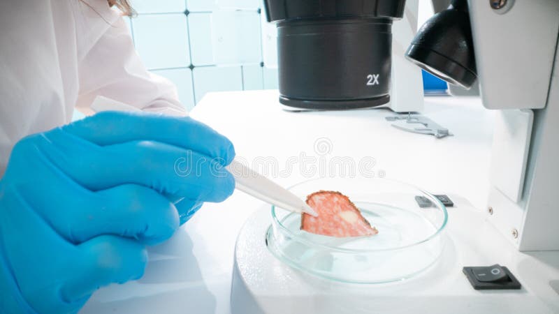 Inspection of Meat and Fish Quality in the Food Quality Laboratory ...