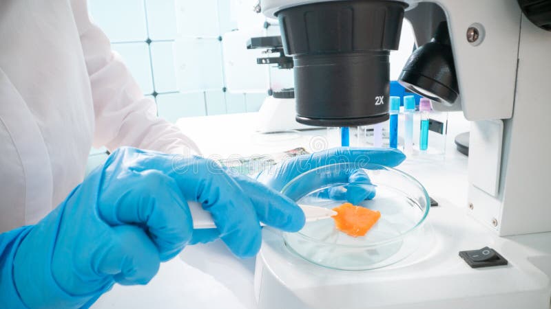 Inspection of Meat and Fish Quality in the Food Quality Laboratory ...