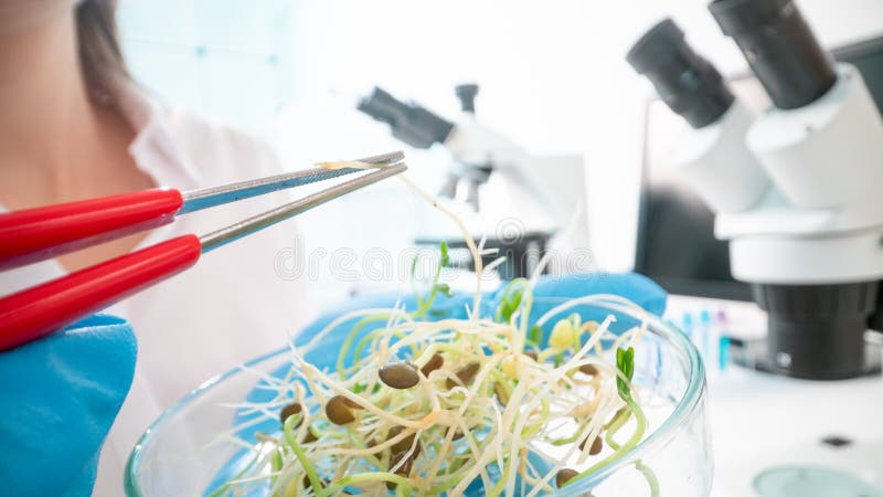 Inspection of the Quality of Agricultural Seeds. Checking the Quality ...