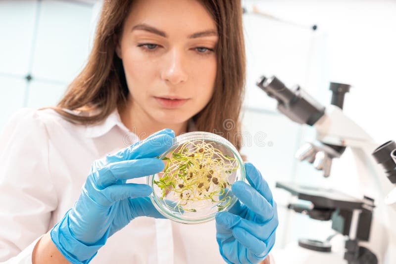 Inspection of the Quality of Agricultural Seeds. Checking the Quality ...