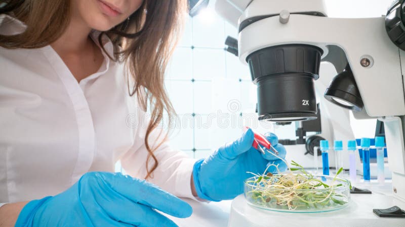 Inspection Of The Quality Of Agricultural Seeds. Checking The Quality ...