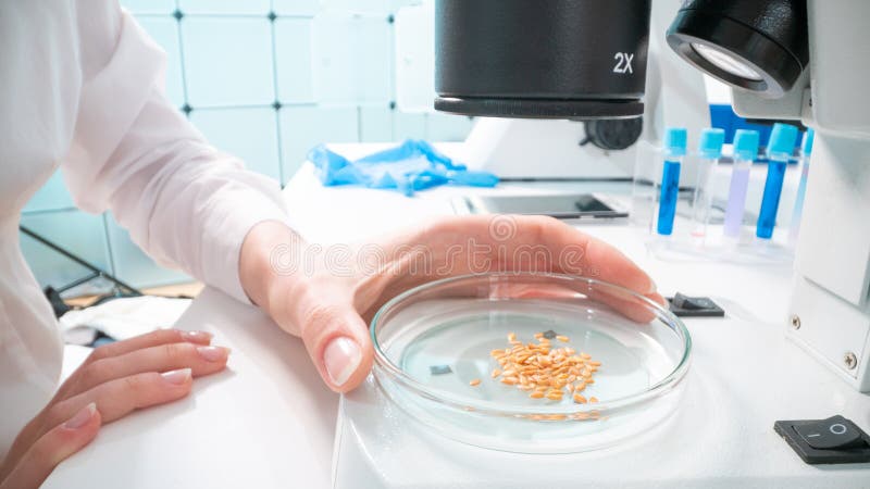 Inspection of the Quality of Agricultural Seeds. Checking the Quality ...