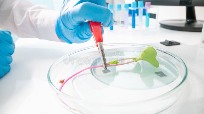 Inspection of the Quality of Agricultural Seeds. Checking the Quality ...