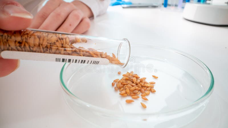 Inspection of the Quality of Agricultural Seeds. Checking the Quality ...