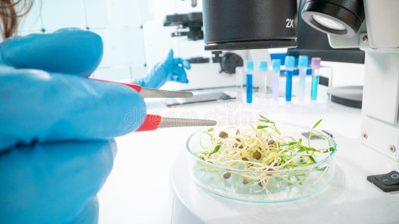 Inspection of the Quality of Agricultural Seeds. Checking the Quality ...