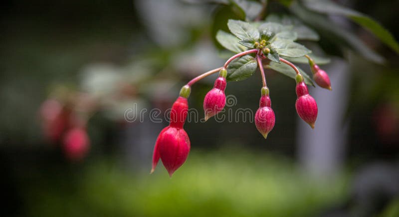 Inspirational Close Up of Closed Tear Flowers Stock Photo - Image of ...
