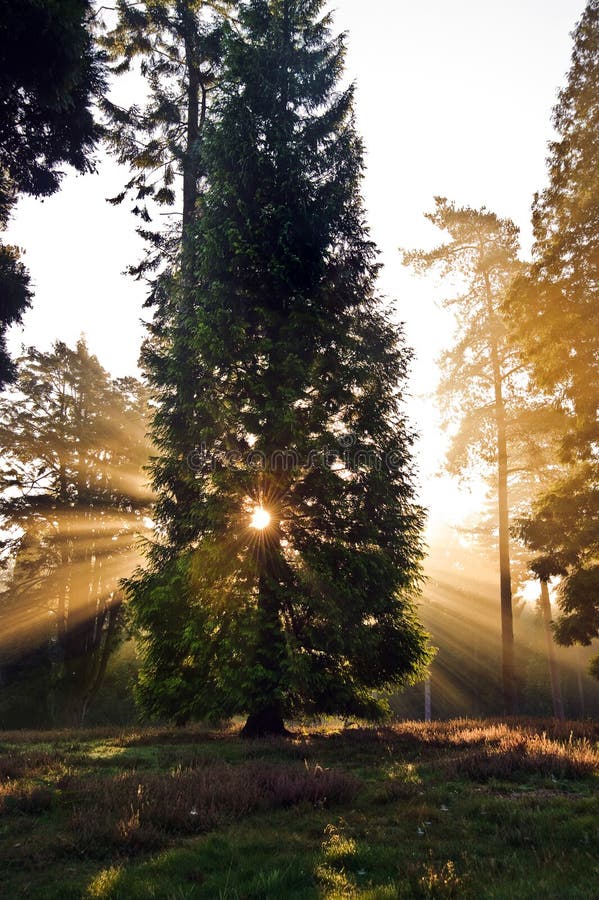Inspirational Dawn Sun Burst through Trees Stock Photo - Image of foggy ...
