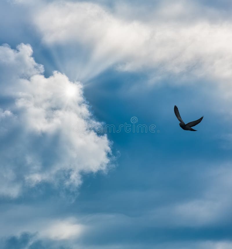 Inspirational Faith Bird Rays Vertical Stock Photo - Image of flying ...