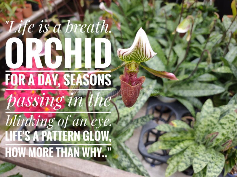 118 Herb Quotes Stock Photos - Free & Royalty-Free Stock Photos from ...