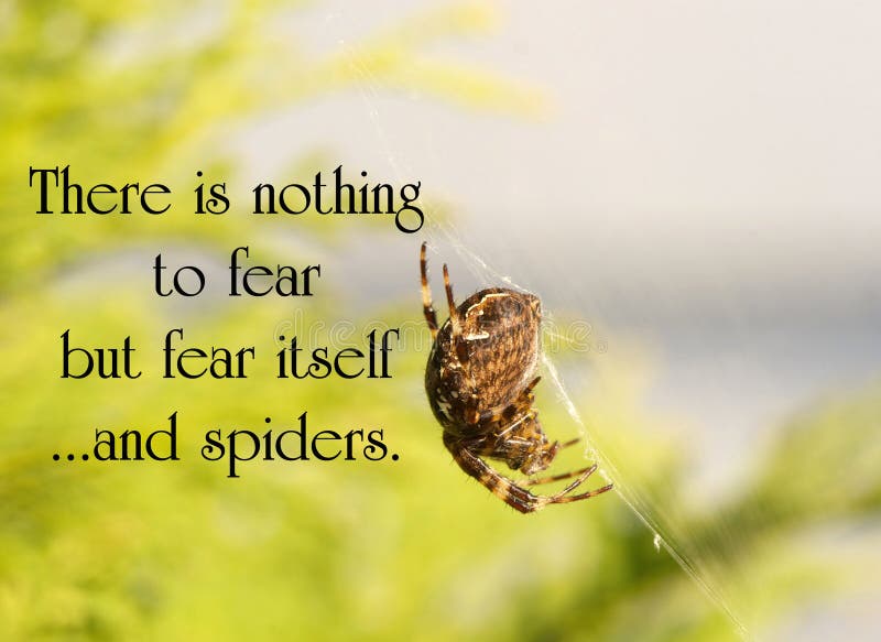 Cute Spider Quotes
