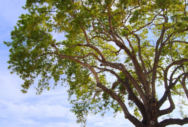 Inspirational Tree stock image. Image of contemplation - 12689981