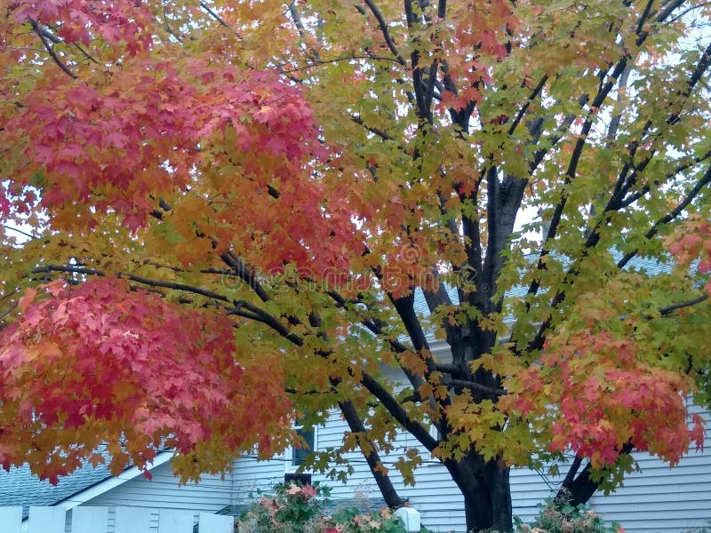 Inspired Color Change stock image. Image of beauty, color - 163936261