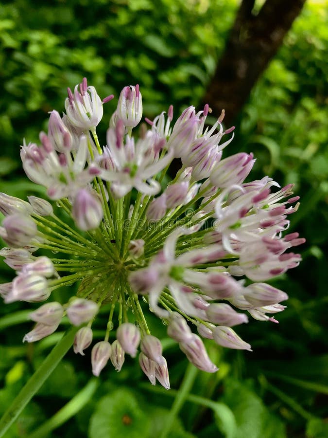 Budding flower thread stock photo. Image of faintly - 218459538