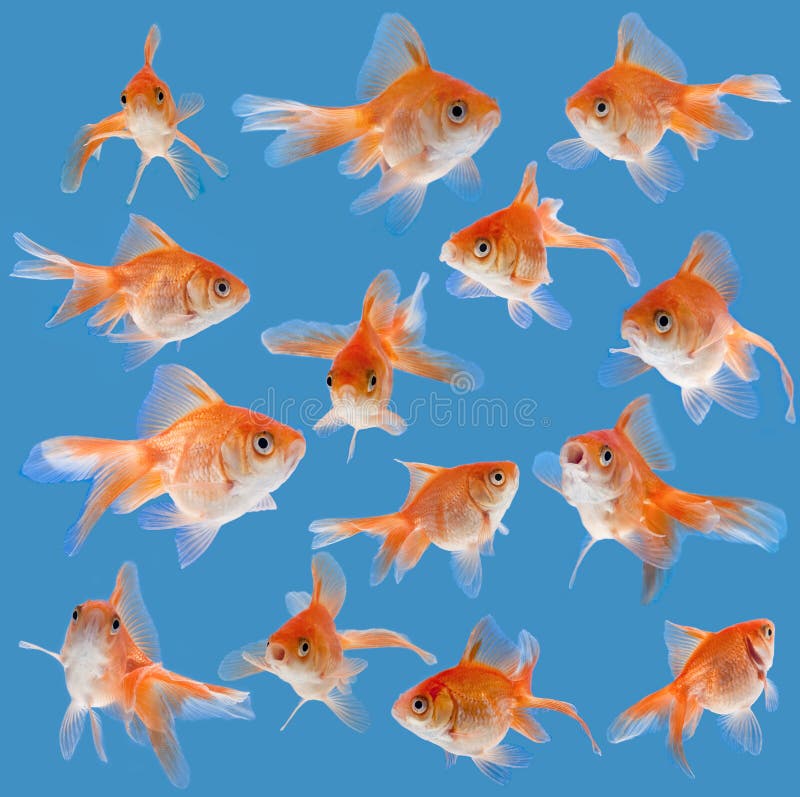 Guldfisk fotografering för bildbyråer. Bild av guld, ensamhet - 28497405