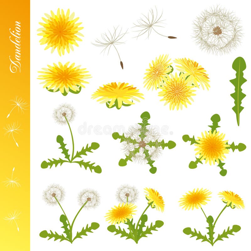 Maskros Stock Illustrationer, Vektorer, & Clipart – (77,096 Stock ...