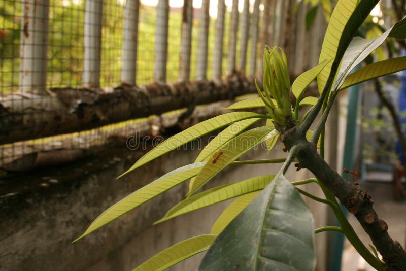 Mieren En Jonge Planten in De Bodem, Foto Als Achtergrond Stock ...