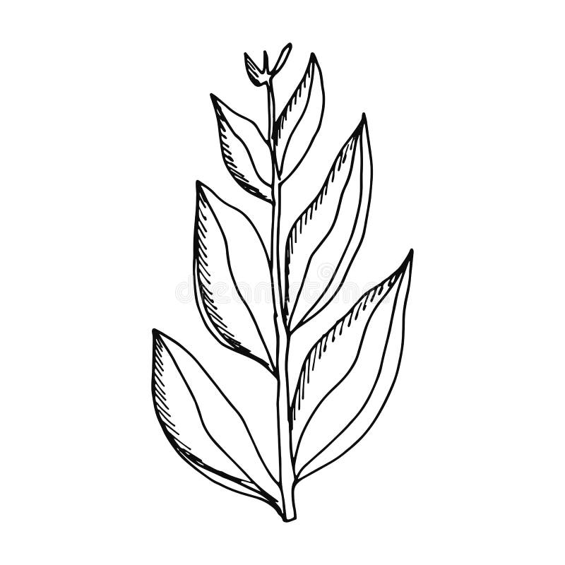 Stem Met Object Bladeren Schetsen Vector Illustratie - Illustration of ...