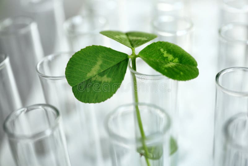 Plant in Een Reageerbuis Van De Wetenschapper Stock Foto - Image of ...