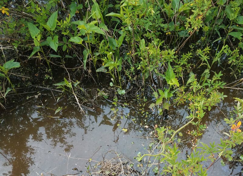 Modderige Slang De Jachtlaarzen Op Drempel Stock Afbeelding - Image of ...