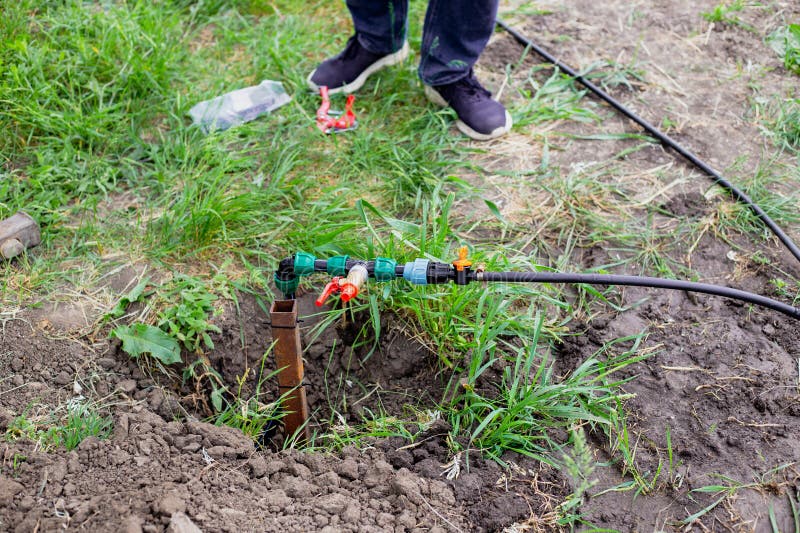 Installation of Drip Irrigation. Distribution Unit of the Irrigation ...
