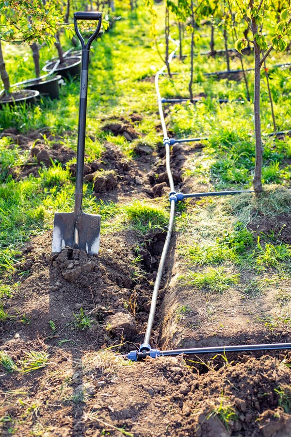 Installation of Drip Irrigation in the Garden. Drip Irrigation Pipes on ...