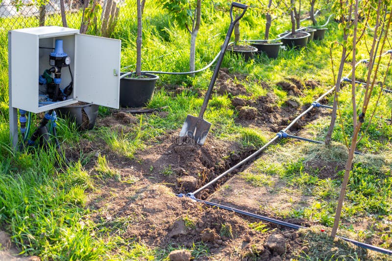 Installation of Drip Irrigation in the Garden. Drip Irrigation Pipes on ...