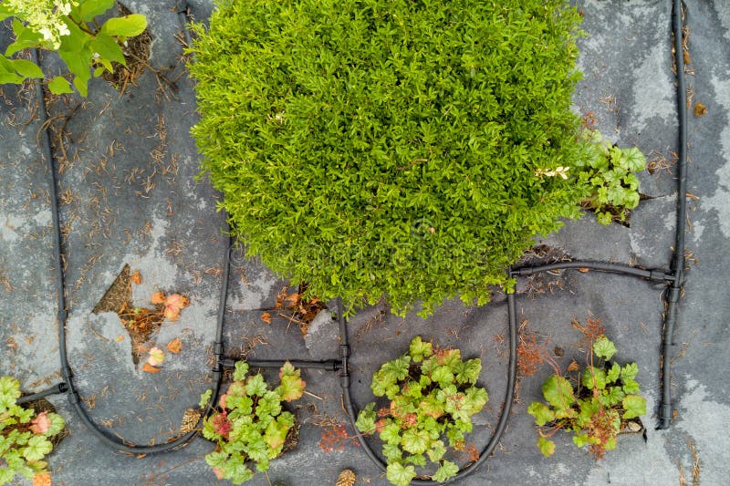 Garden Irrigation System Installation Stock Image - Image of ...