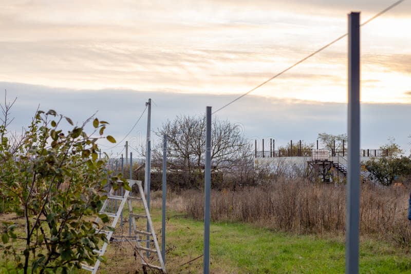Installation of a Metal Profile at the Border of a Garden Plot ...