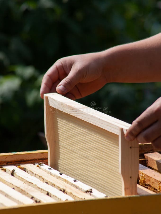 Installation of a New Frame with Wax in the Beehive. Hands of a ...