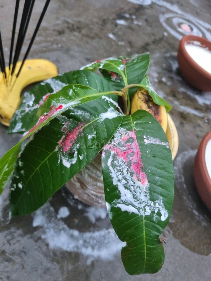 Installation of the Puja Kalash. Stock Photo - Image of branch, kalash ...