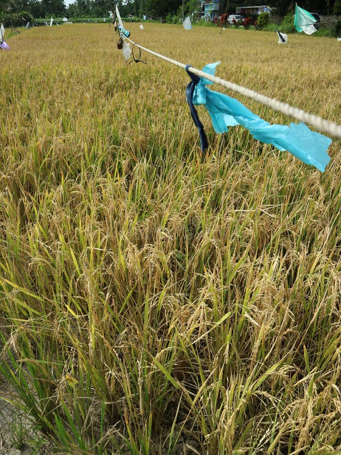 The Installation Secures Rice before Harvest Stock Image - Image of ...