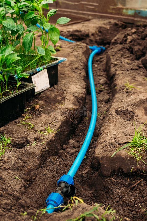 Installation of a System for Watering the Garden into the Ground Stock ...