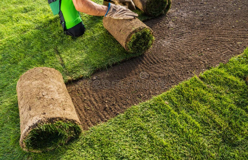 Installing Fresh Natural Grass Turfs from a Roll Stock Photo - Image of ...