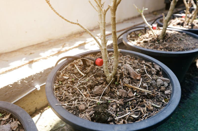 Installing Hoses and Drip Heads To Water Multiple Plants Simultaneously ... Installing Hoses and Drip Heads To Water Multiple Plants Simultaneously ...
