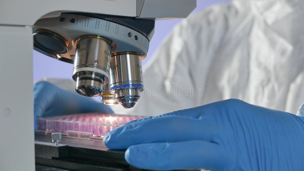 Installing a Medical Plate Under the Microscope for Studying of ...