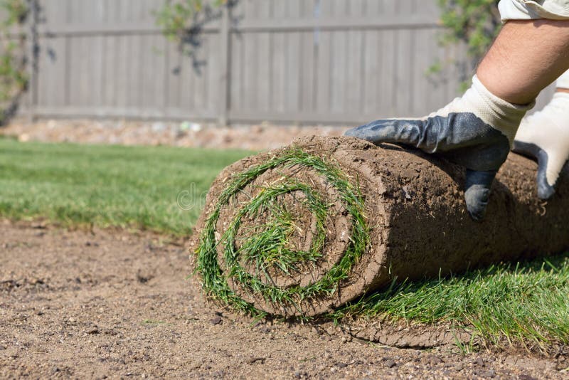 Installing new lawn stock photo. Image of dirt, fresh - 33543282