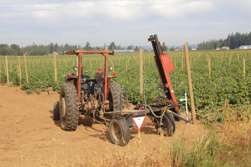 Installing Posts for Raspberry Crop Stock Photo - Image of outside ...