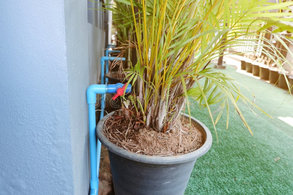 Installing PVC Pipes To Water Multiple Plants at Once Stock Image ...