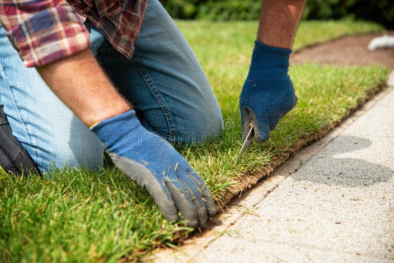 Installing Turf Rolls in the Garden Stock Photo - Image of service ...