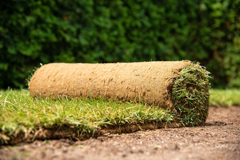 Installing Turf Rolls in the Garden Stock Photo - Image of nature ...